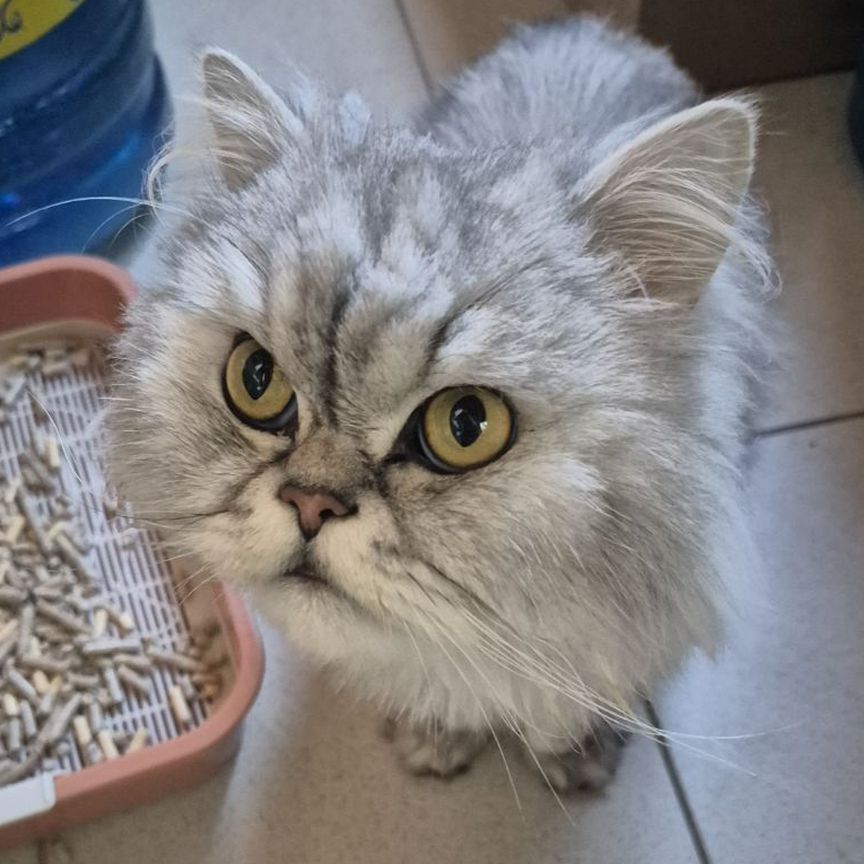 Отдам в добрые руки кошечку