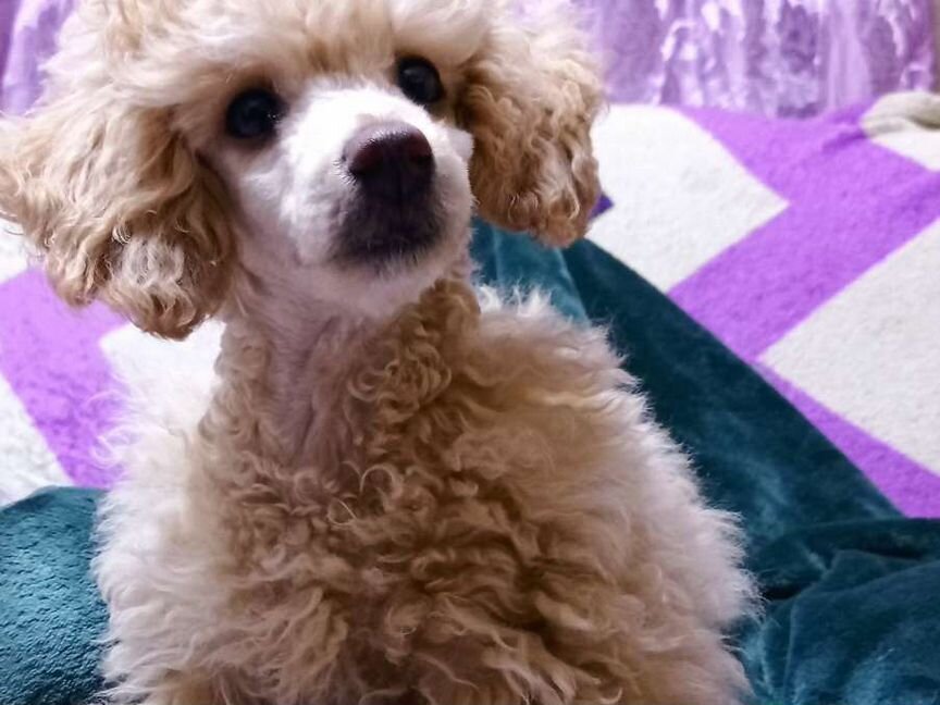 Щенки карликового пуделя