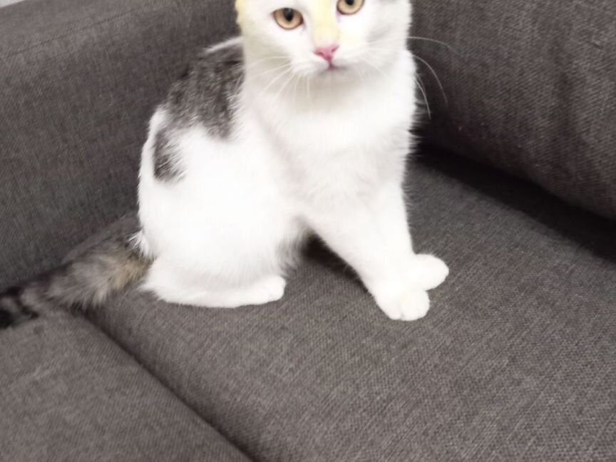 Котенок в дар