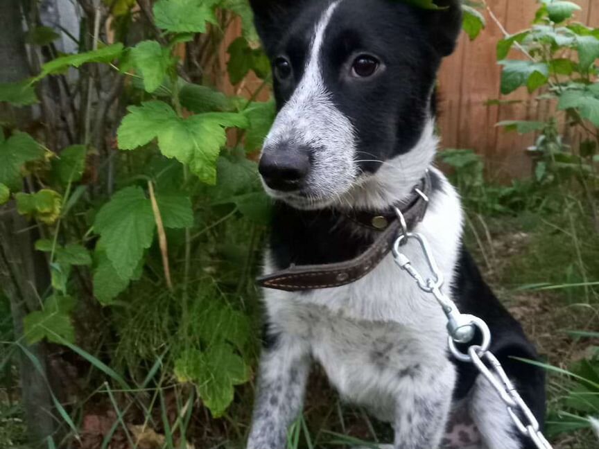 Щенок в добрые руки