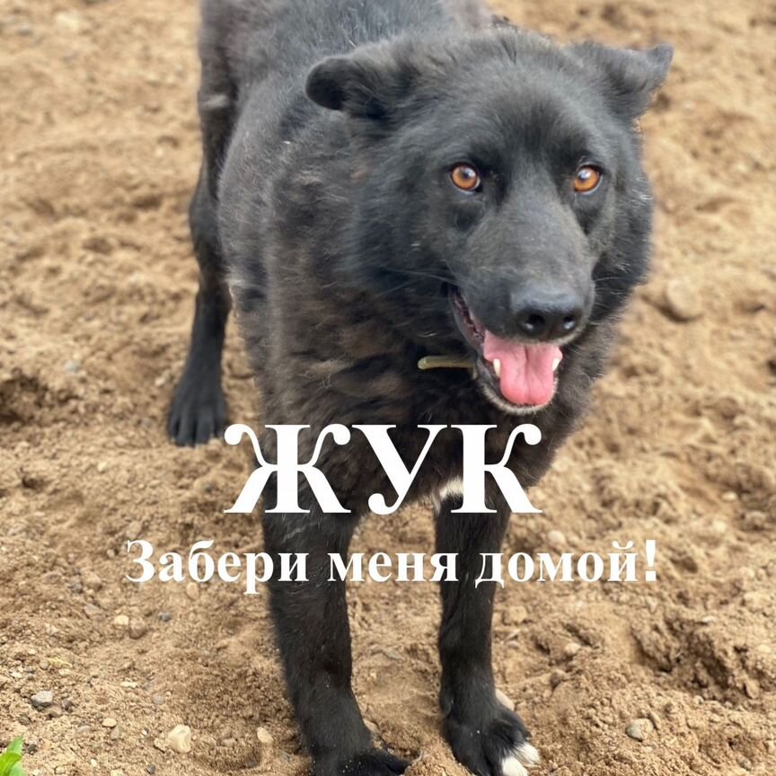 Жук - собака в добрые руки