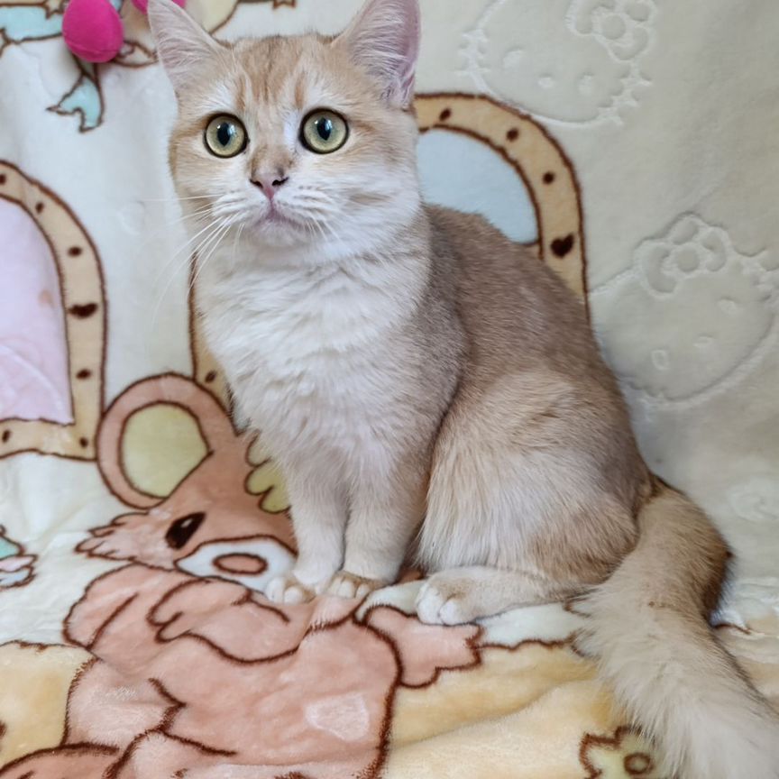 Кошка золотая шиншилла