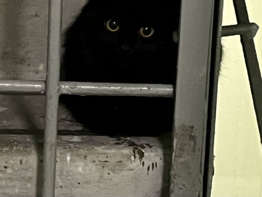 В подъезд выбросили кошку с котенком