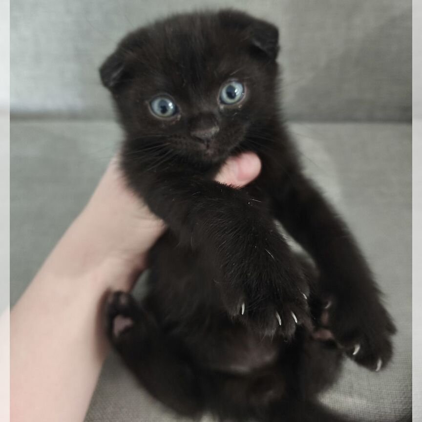 Шотландский вислоухий короткошёрстный котёнок
