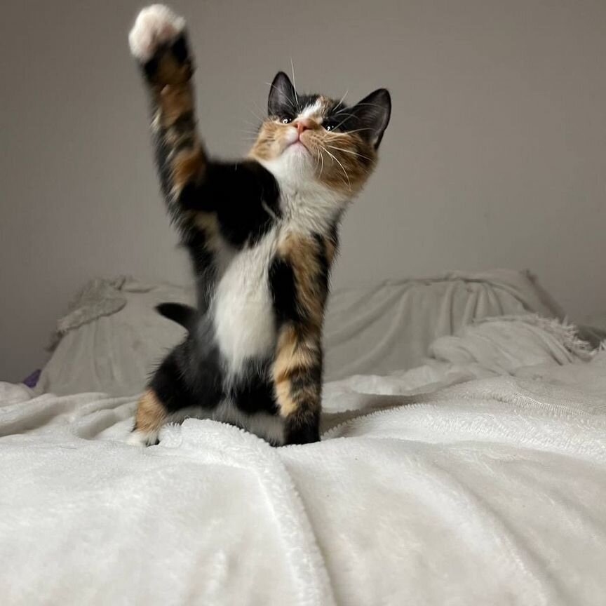 Котенок девочка Заберите пожалуйста