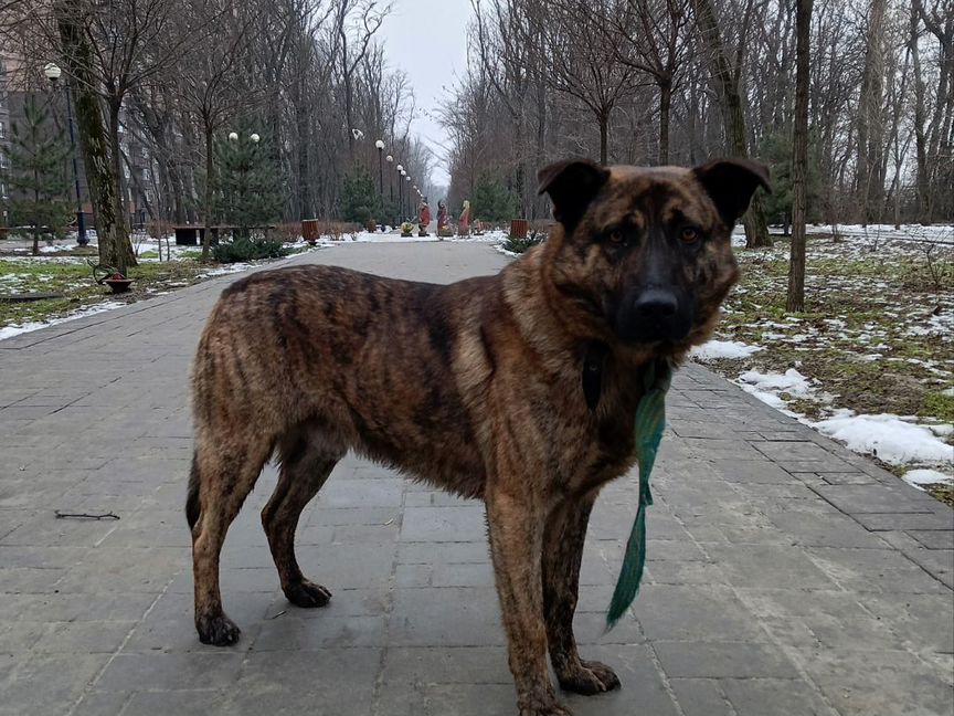 Тигруша в добрые руки