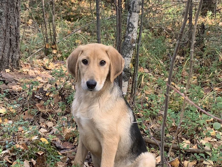 Русская гончая