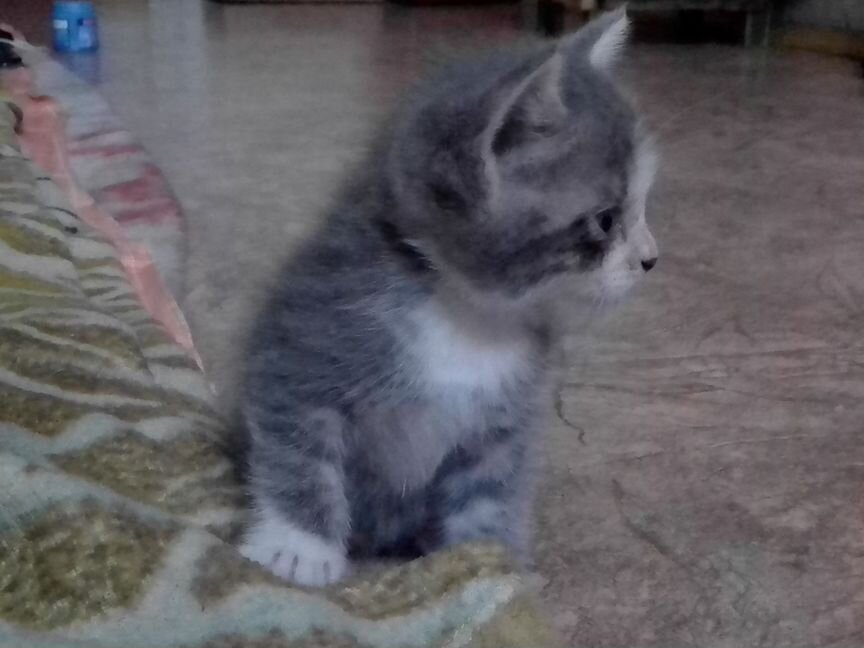 Котята 10 р