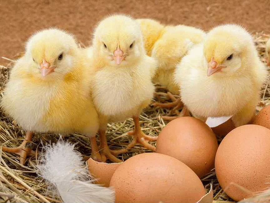 Цыплята суточные