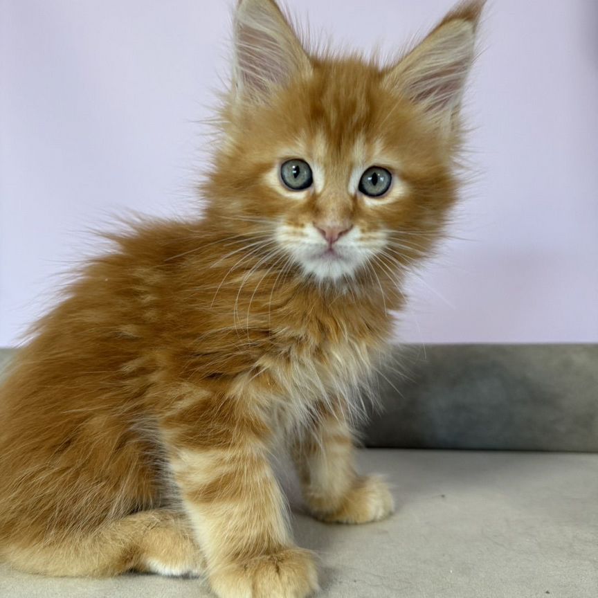 Мейн-кун Тедди