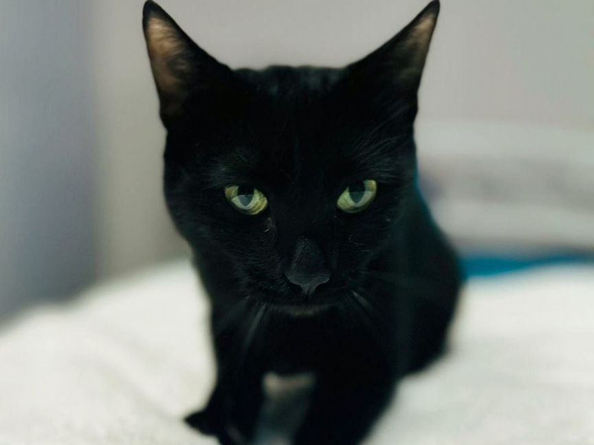 Кошке Жасминке нужен дом