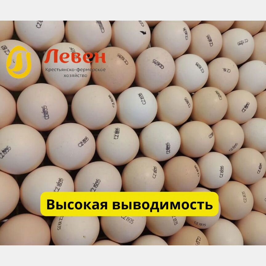 Инкубационное яйцо бройлера из Европы