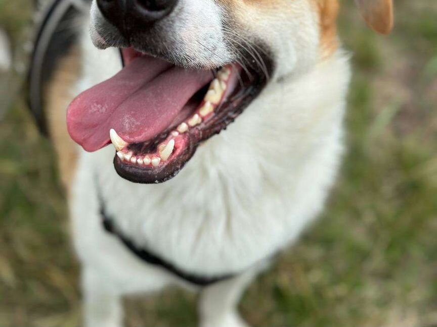 Пёсик милашка Купер из приюта умоляет его забрать