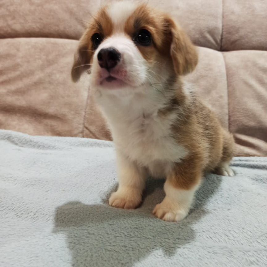 Вельш-корги щенки