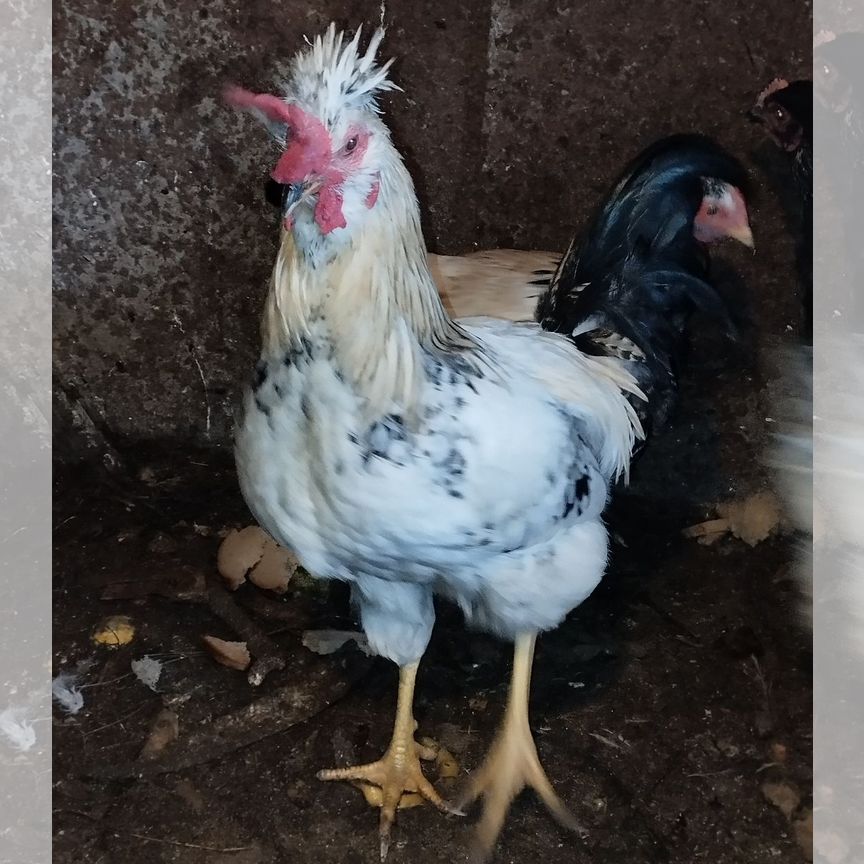 Продам петухов