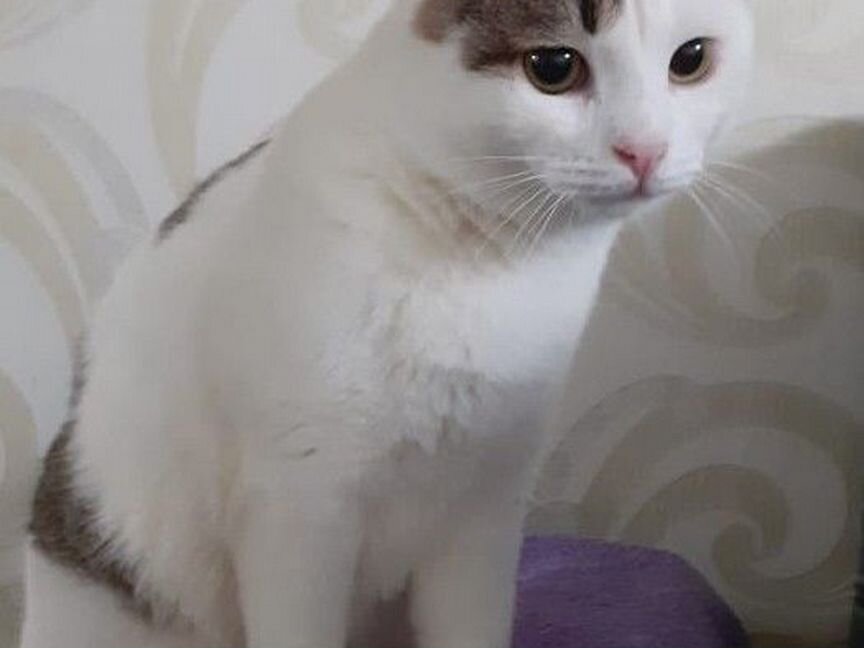 Котёнок Елисей, кастрированый