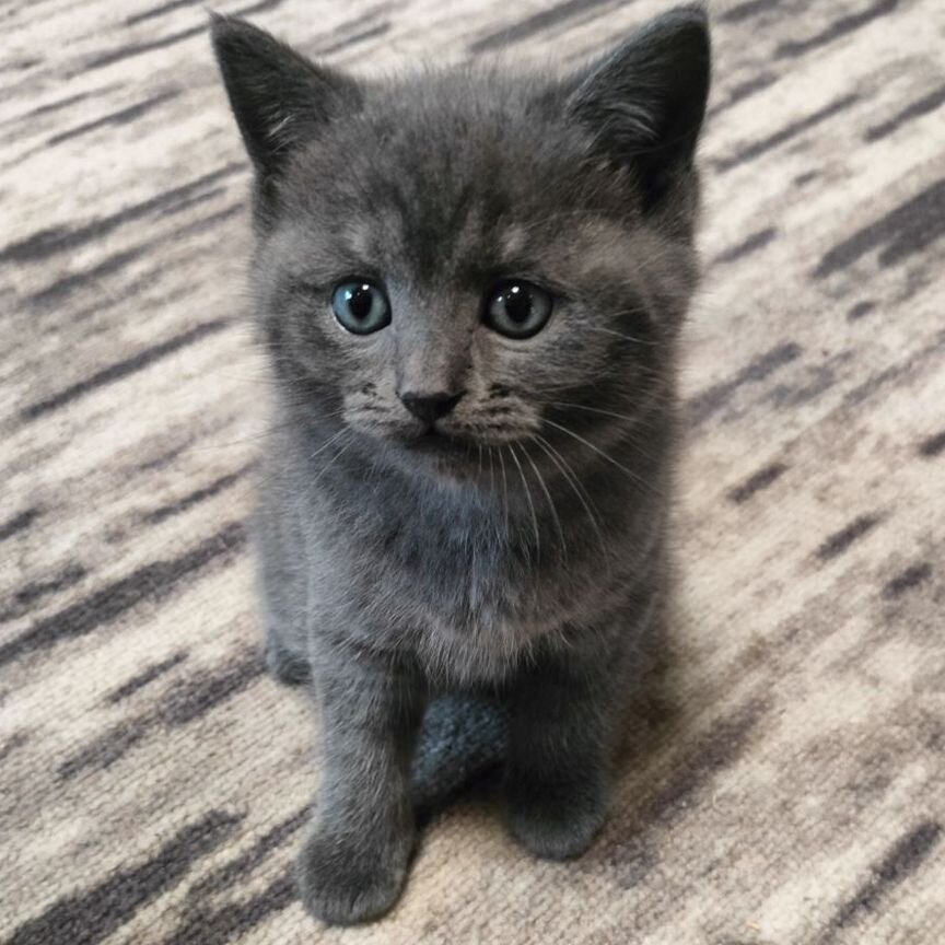 Британский короткошёрстный котёнок