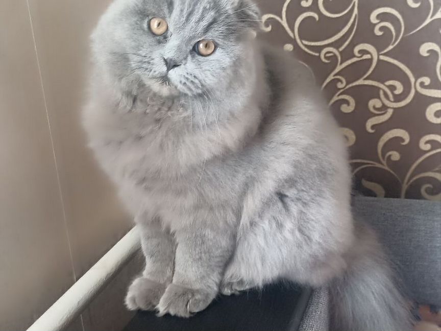 Шотландец на половину