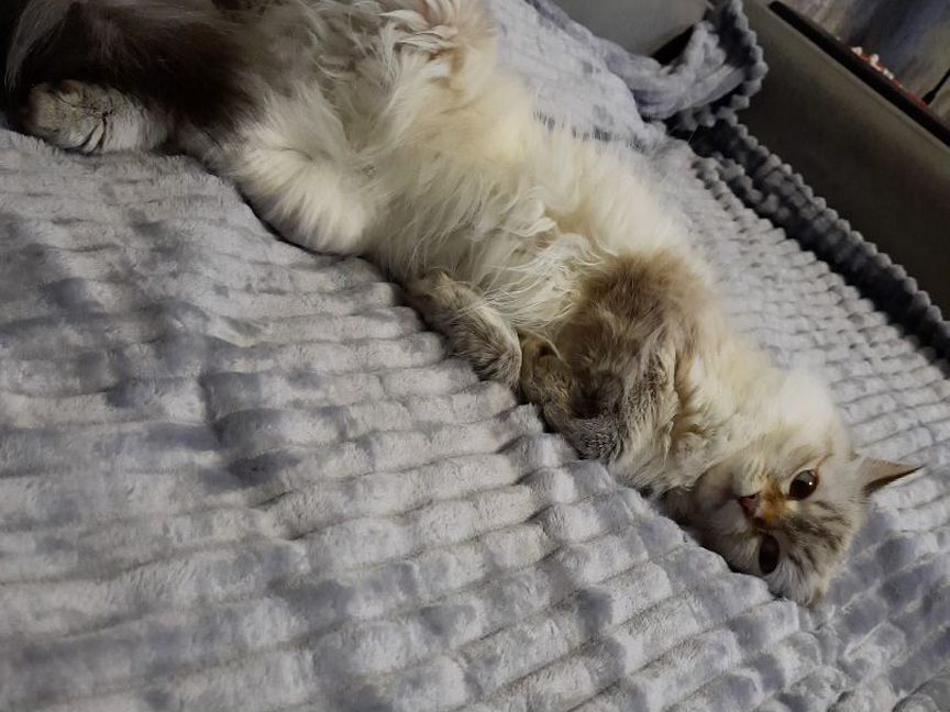 Сиамская кошечка