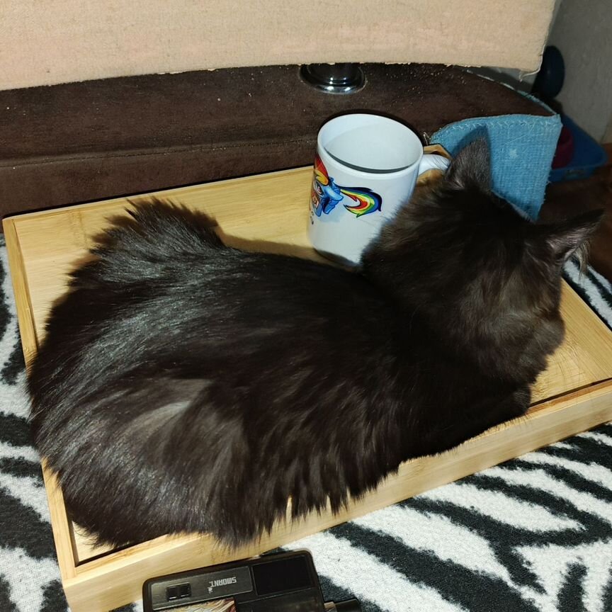 Взрослая кошка в добрые руки