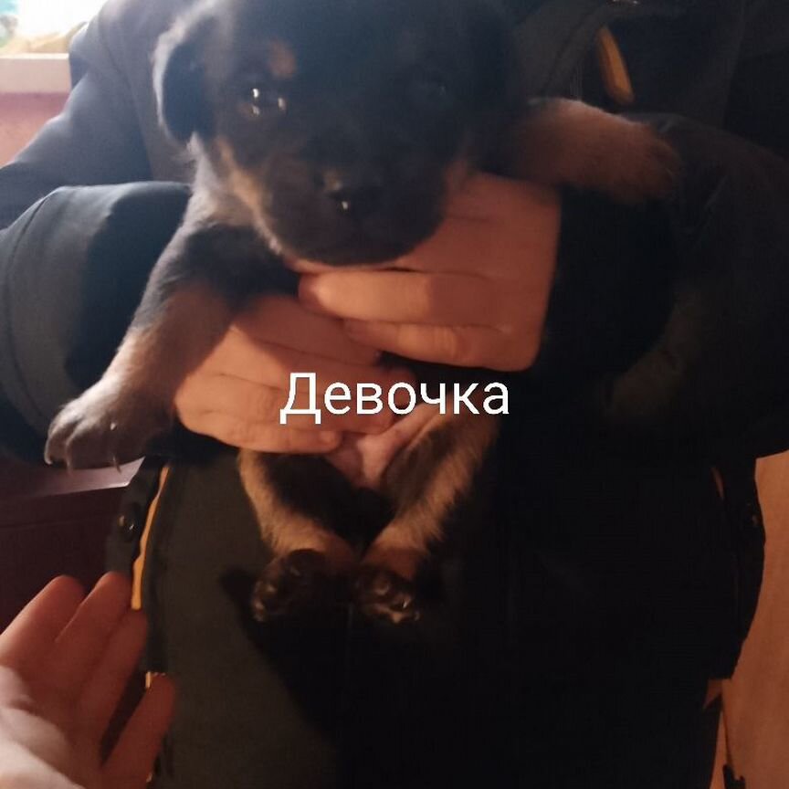 Шинки чихуахуа 3000т