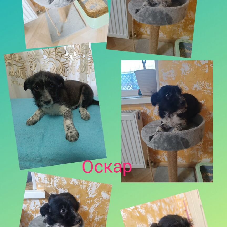 Оскар в поисках дома