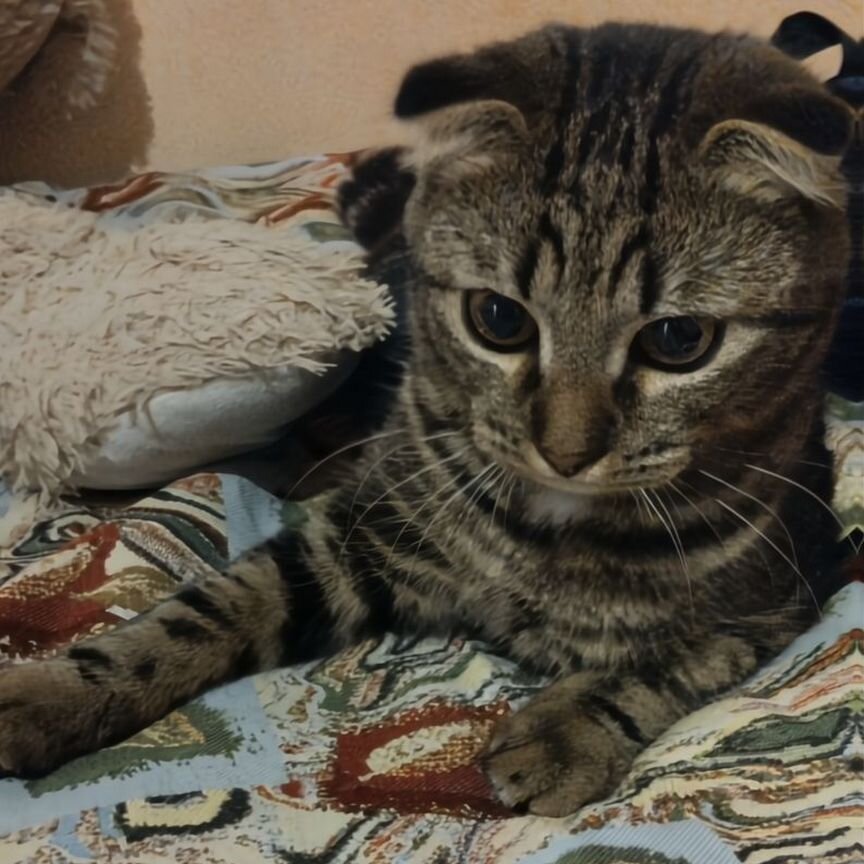 Шотландский вислоухий короткошёрстный котёнок