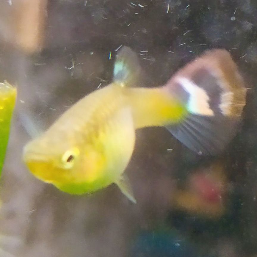 Гуппи самки