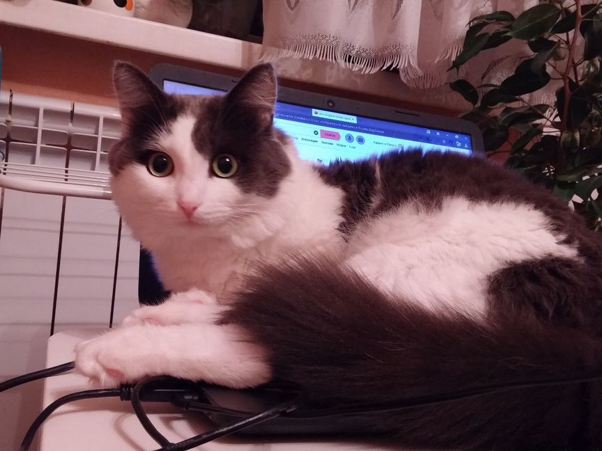 Кот Шустрик в добрые руки