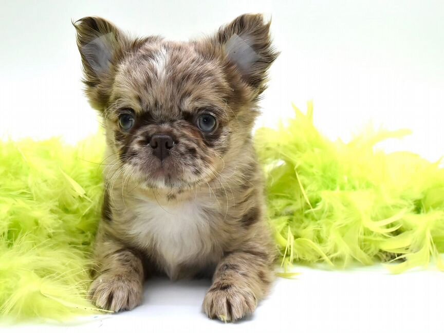 Чихуахуа мальчик