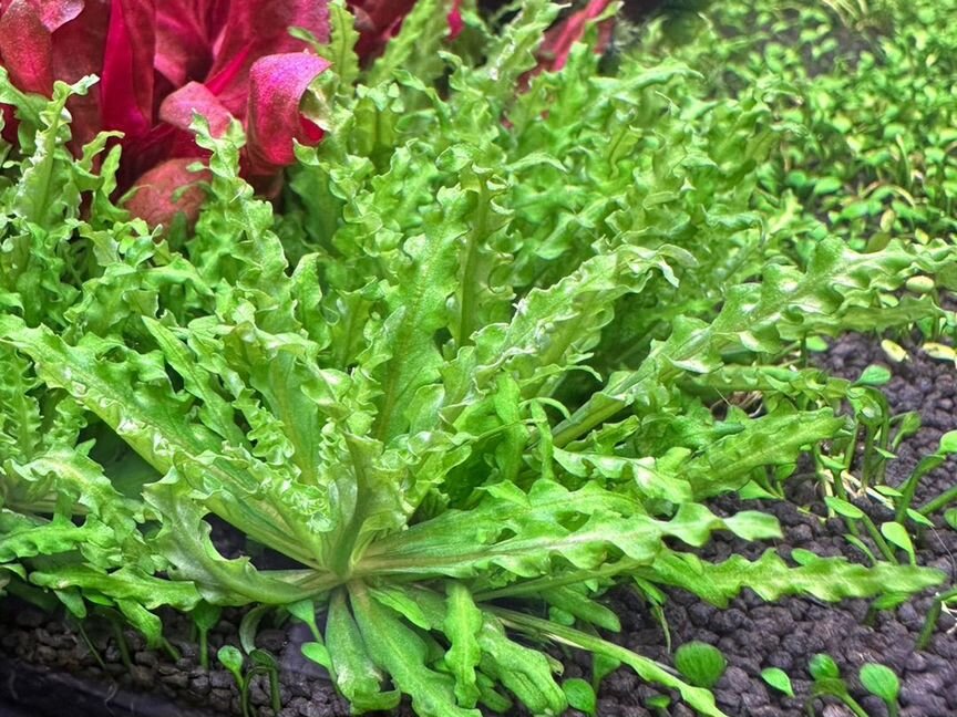 Погостемон хелфера