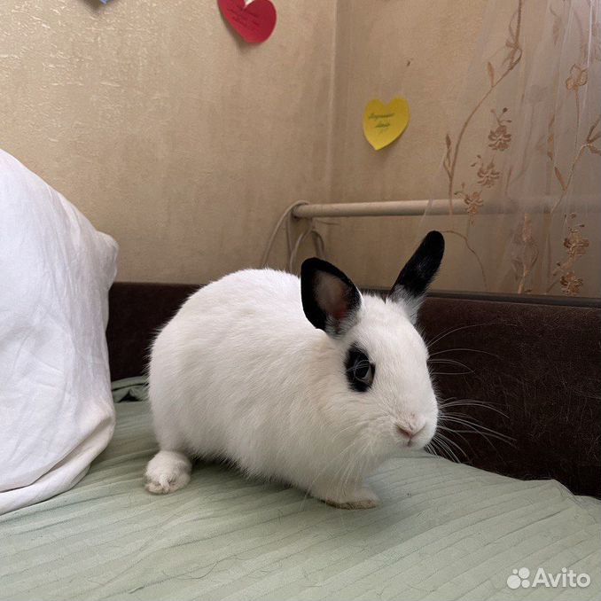 Продам кролика, мальчик. Возраст 1 год