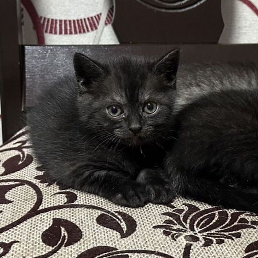 Шотландский прямоухий короткошёрстный котёнок