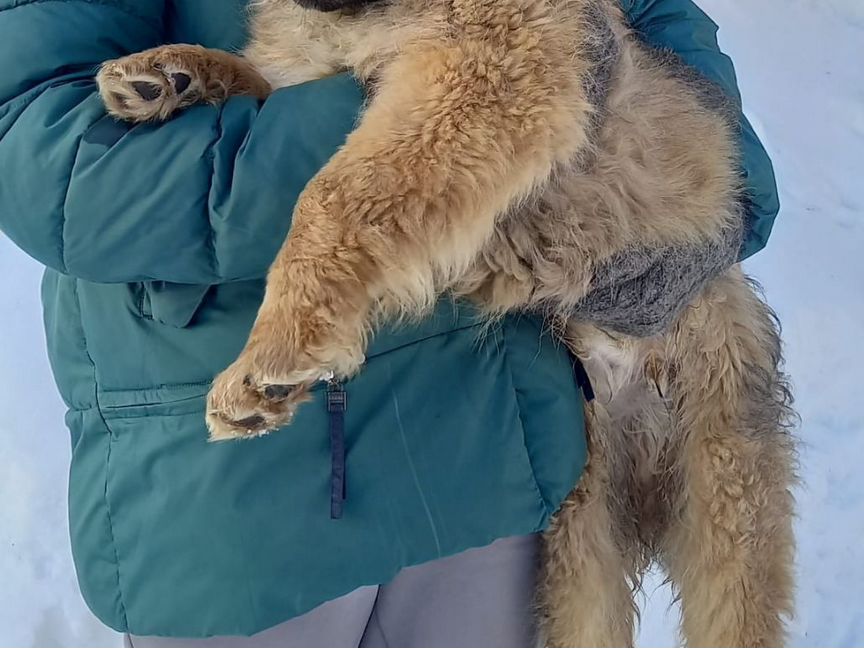 Метис кавказца