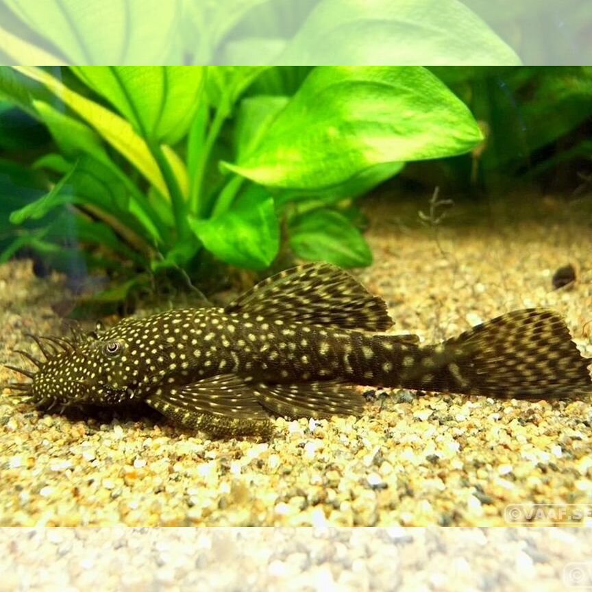 Рыба сом аквариумная