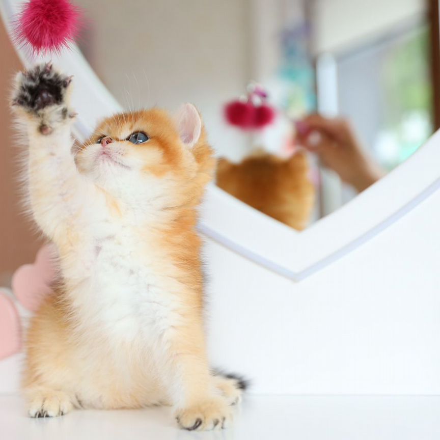 Британская золотая шиншилла ny 12