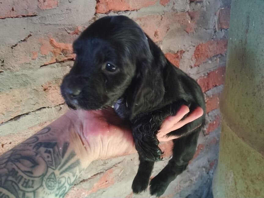 Щенки русского охотничего спаниеля