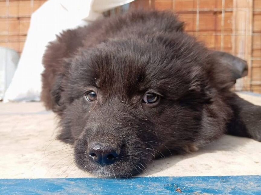 Щеночки-колобочки ищут дом