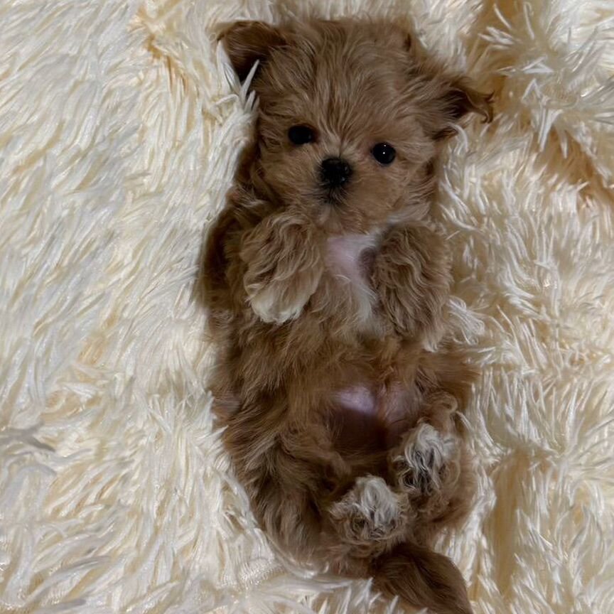 Мальтипу, щенок