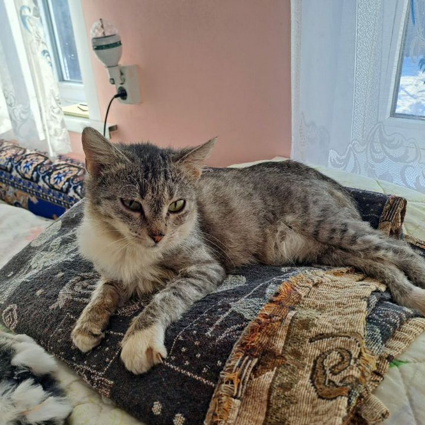 Кошечка в добрые руки