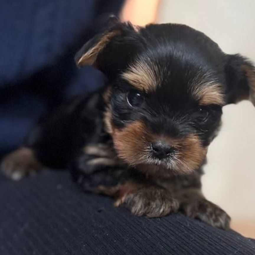 Йоркширский терьер, щенок