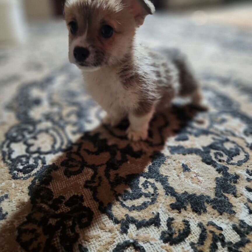 Собаки щенки корги