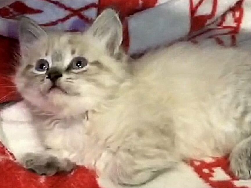Котятки от сибирской кошки