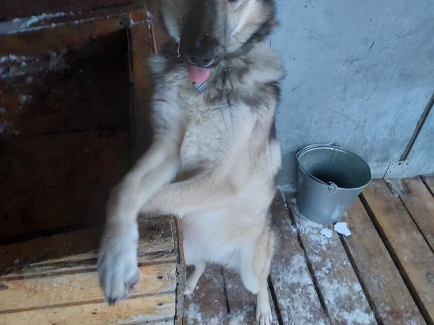 Западно сибирская лайка