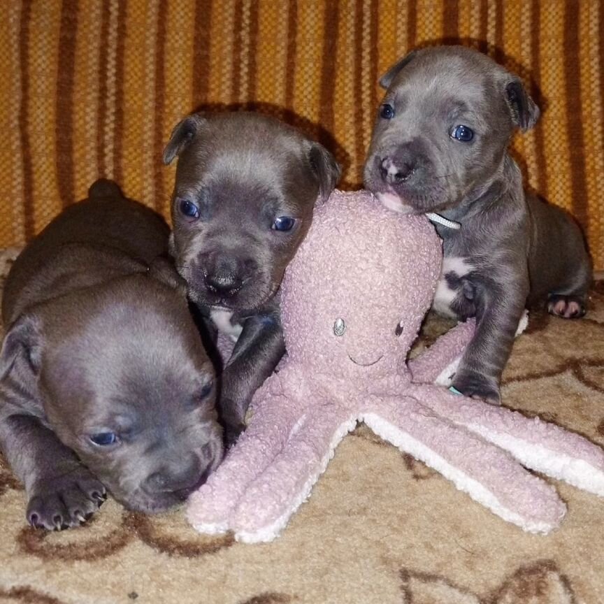 Щенки американского питбуля