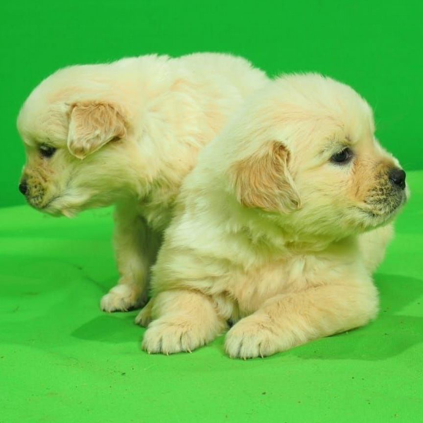 Золотистый ретривер, щенок