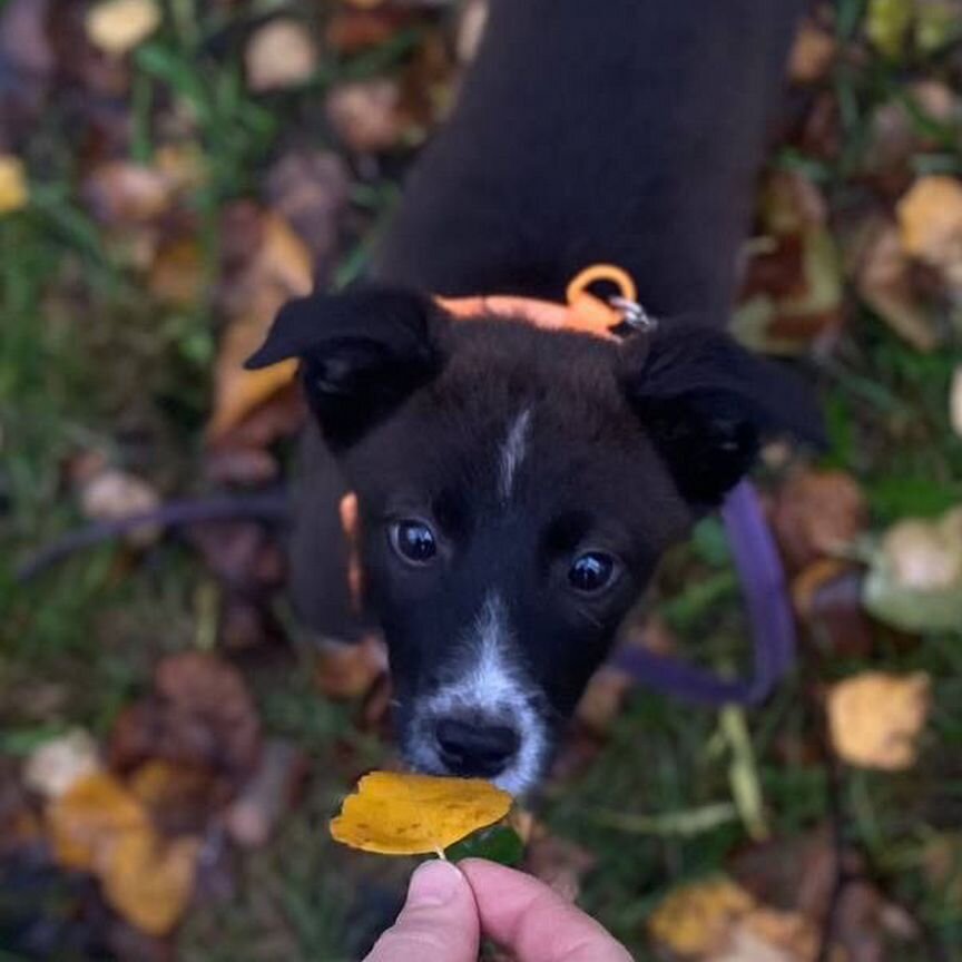 Щенок в добрые руки
