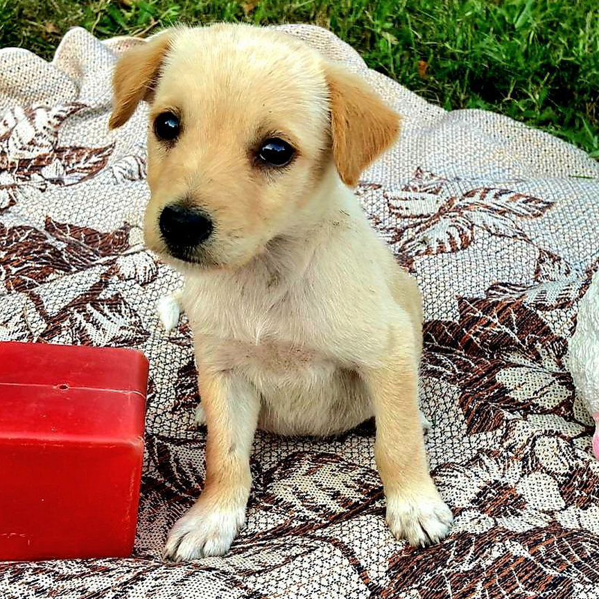 Щенок мелкой породы в дар