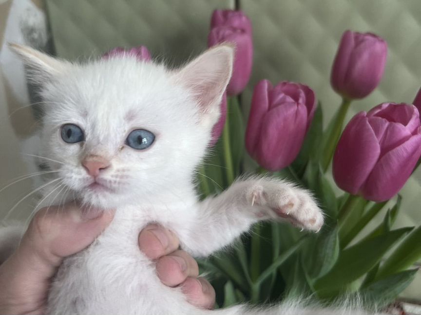 Кошка в добрые руки