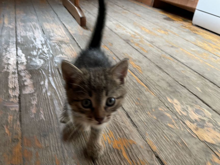 Котята